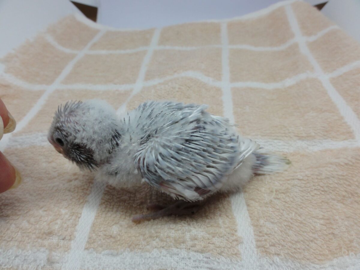 セキセイインコのヒナ｜レオパ・手乗りインコなど鳥の販売は山口県の田布施バード